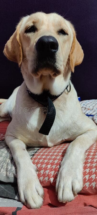 Cute Labrador Photos Stock Image Image Of Terrier Mammal 260797783