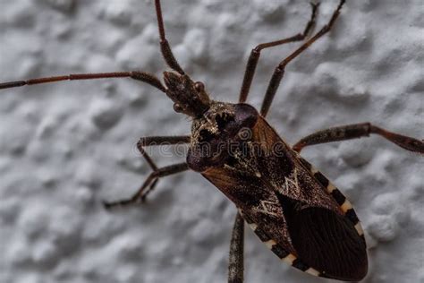Western Conifer Seed Bug Stock Image Image Of Hemiptera 341714283