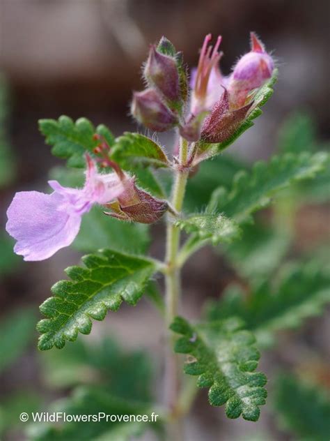 Teucrium Chamaedrys Wild In Provence