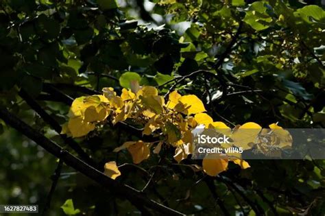 밝은 노란색 잎과 린든 나무의 열매가 많은 녹색 잎으로 자란 여름 나무의 배경에 밝은 노란색 잎과 린든 나무의 열매가 있는 가지 0명에 대한 스톡 사진 및 기타 이미지