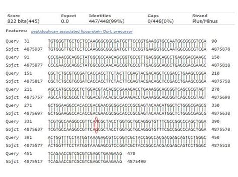 Nucleotide Sequence Of Paeruginosa Query Oprl Gene Download