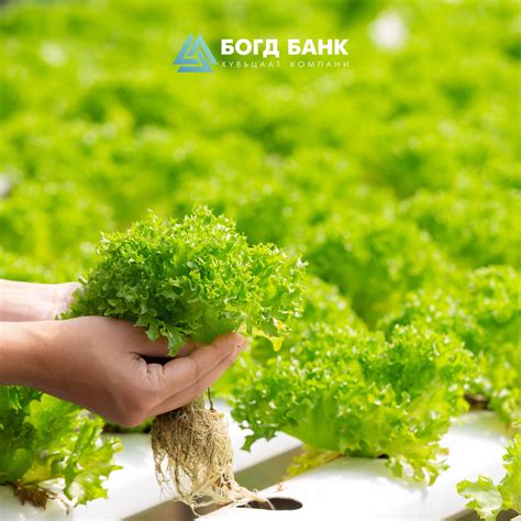 Богд Банк Хүнсний болон ХАА н үйлдвэрлэлийг дэмжих эргэлтийн