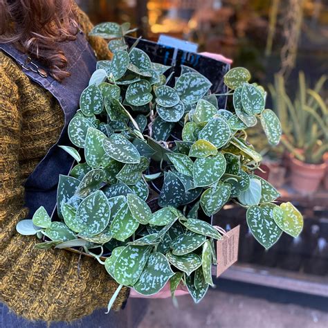 Pothos Plants Pothos Online Grow Urban Uk Edinburgh