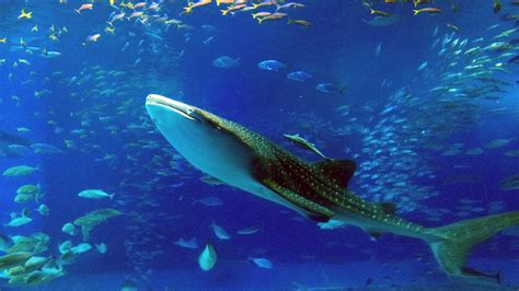 Ocean Ecol Wyatt Lab