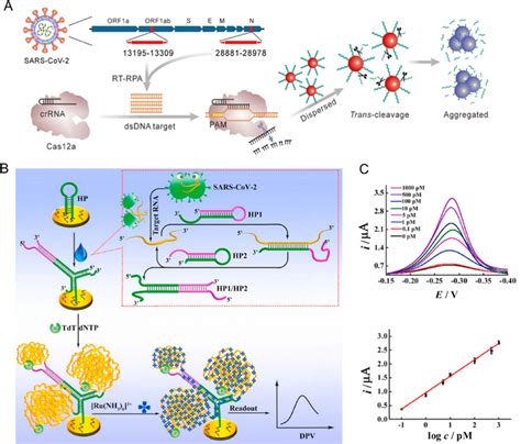 A Schematic Illustration For Rt Rpa Coupled Cas12a In Binding And