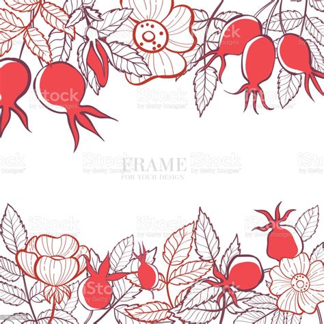 장과 야생 장미의 나뭇잎의 프레임입니다 디자인에 대 한 양식에 일치 시키는 카드 손으로 그린 그림입니다 벡터 0명에 대한 스톡 벡터 아트 및 기타 이미지 Istock