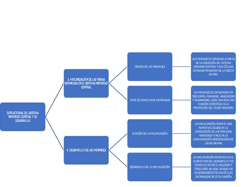 Mapa Conceptual Del Sistema Nervioso Central Y Su Desarrollo