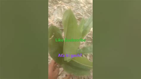 Shortvideo Flower Tree আমার বাগানে নতুন ধরনের একটি ফুল গাছ🌴🌲🌳 Youtube