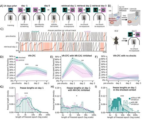 Nucleus Reuniens Ca1 Pathway Inhibition During Memory Retrieval