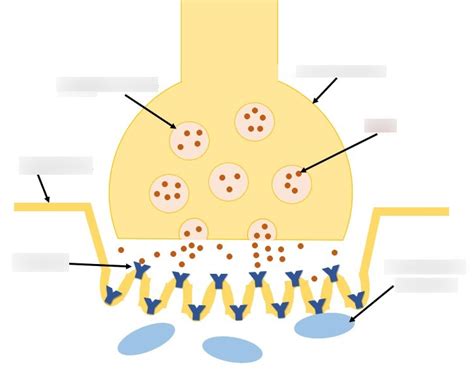 Bio 117 Exam 2 11 Neuromuscular Junction Diagram Quizlet