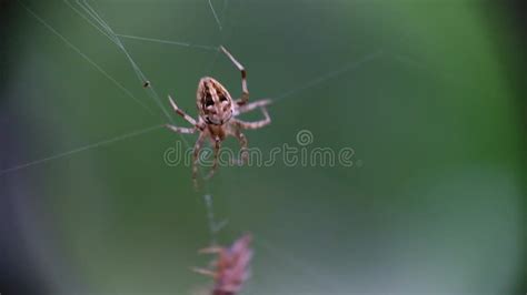 Spider Is Preying On Grasshopper Selective Focus Stock Footage Video