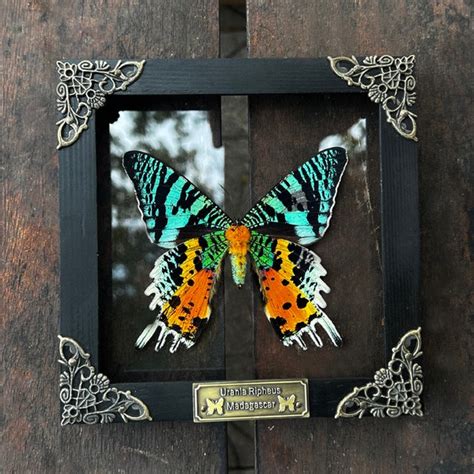 Butterfly Etsy