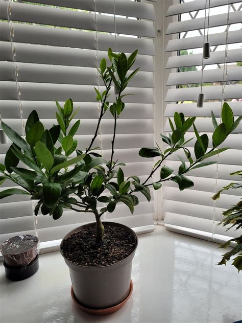 Help Pruning A Meyer Lemon Tree After A Snail Attack Part Of It Got Wrecked It Has