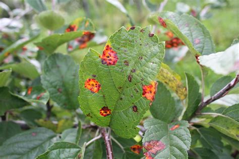 Tree Deetction Object Detection Dataset By Graduation Up Team