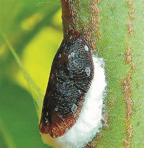 Трябва да продължи борбата в лозята срещу щитовка и гроздов молец Български Фермер