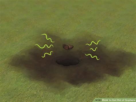 Ways To Get Rid Of Gophers WikiHow