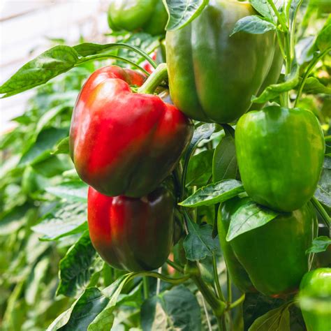 The Secret To Fertilizing Bell Pepper Plants Grow More Peppers