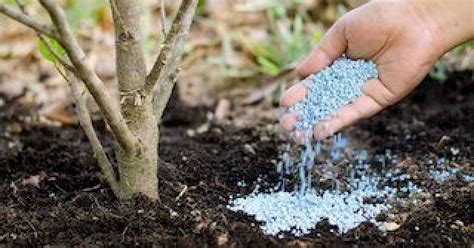 Important Information About Soil Treatment Custom Weed And Pest Control