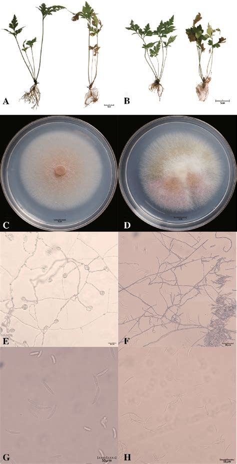 Pathogenicity Determination And Morphological Identification Of Download Scientific Diagram