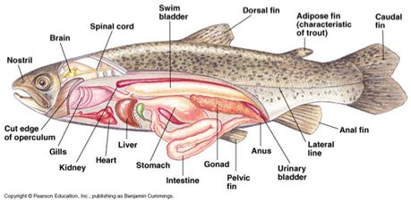 Yellow Perch Anatomy