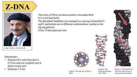 Different Forms Of DNA PDF