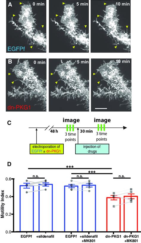 Neuronal Nmdar Activity Modulates Radial Glial Filopodial Motility Download Scientific Diagram
