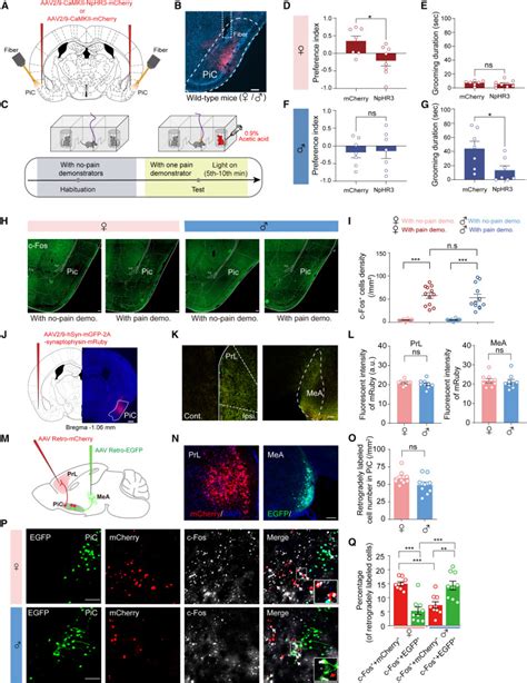 Sexually Dimorphic Control Of Affective State Processing And Empathic