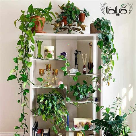 قیمت و خرید کود کامل پتوس گیلدا مدل Gpt حجم 120 میلی لیتر