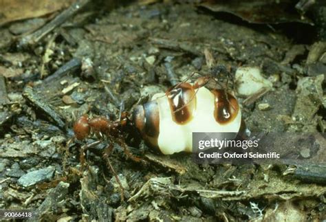 Eciton Photos And Premium High Res Pictures Getty Images