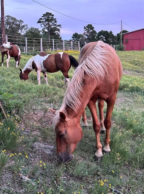Dodson Farm Rv Park Mineola Tx