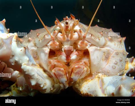 Red King Crab Paralithodes Camtschaticus Barents Sea Russia Arctic