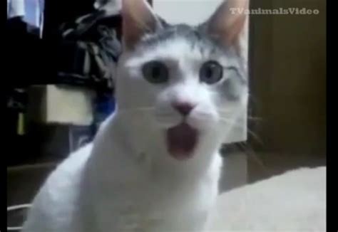 Surprised Shocked Cat Meme At Samuel Moses Blog