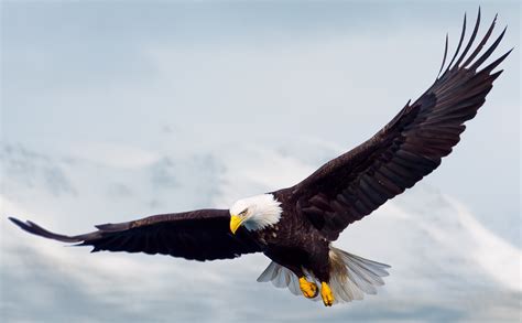 독수리 종류와 오해