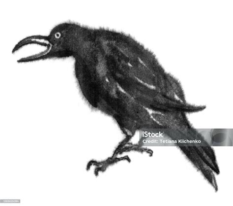 검은 까마귀는 흰색 배경에 잉크로 그림 새 까마귀 잭도우 까치의 이미지 신비주의 신비주의 신비주의 샤머니즘 상징 마법 중국 스타일 동양 가득 찬에 대한 스톡 벡터 아트 및