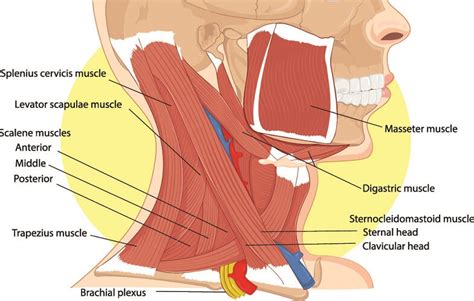 Phrenic Nerve Neck