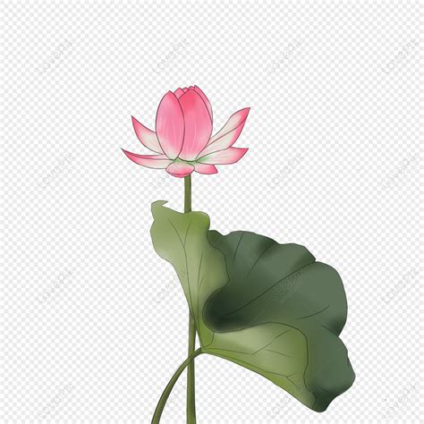 연꽃과 연꽃 잎 Png 일러스트 무료 다운로드 Lovepik