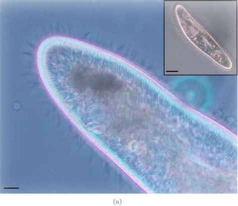 Paramecium Pictures