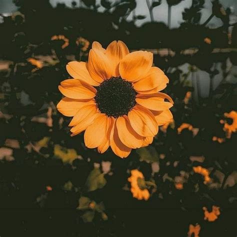 Grace Meredith Youtube