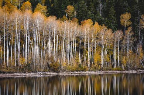 How To Set Up Again Button Autofocus And Why You Ought To Amiana Monik