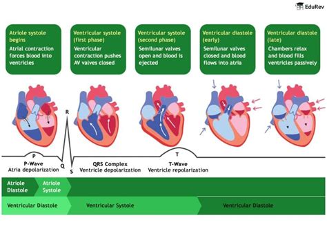 Poster Cardiac Cycle And Ecg Biology Class 11 Neet Pdf Download