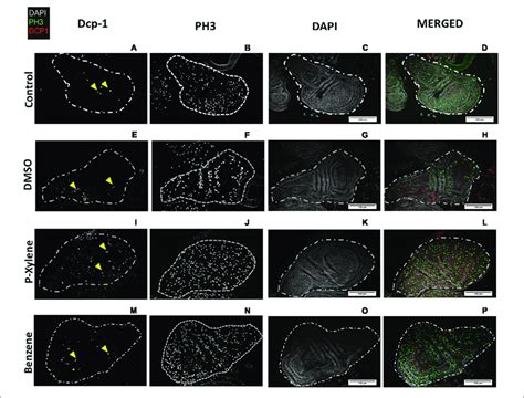 Visualization Of Dcp 1 And Ph3 Staining In Wing Imaginal Disks Download Scientific Diagram