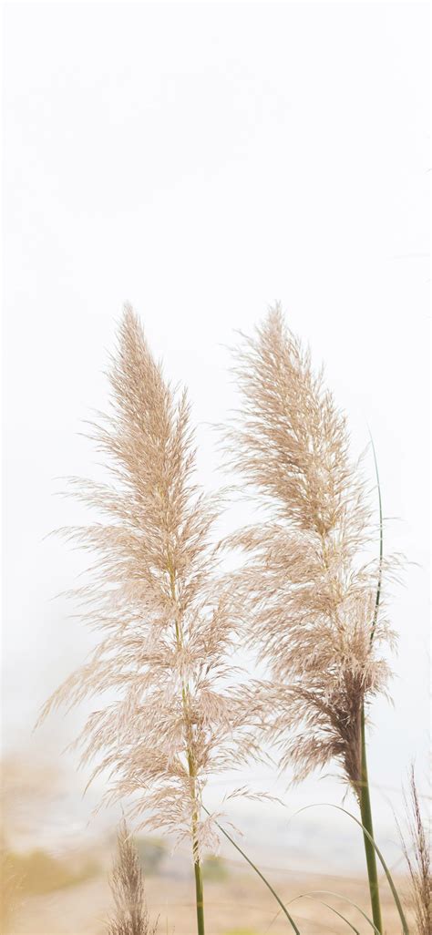 [무료공유] 아이폰 감성 배경화면 고화질 베이지 가을