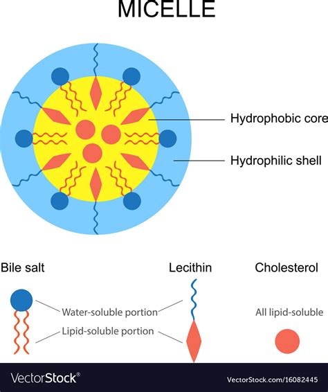 Schematic Representation Of A Micelle Royalty Free Vector