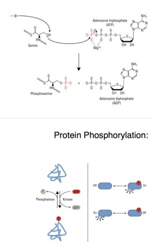 Biochemistry Exam 2 Post Translational Modifications Flashcards Quizlet