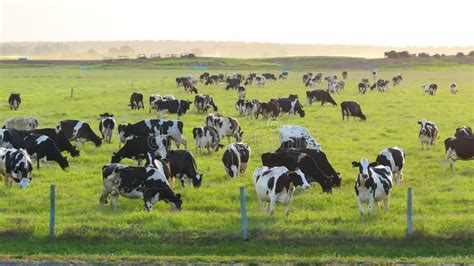 Milk Cows Grazing On Green Farm Pasture Production Of Organic Dairy Products Stock Footage