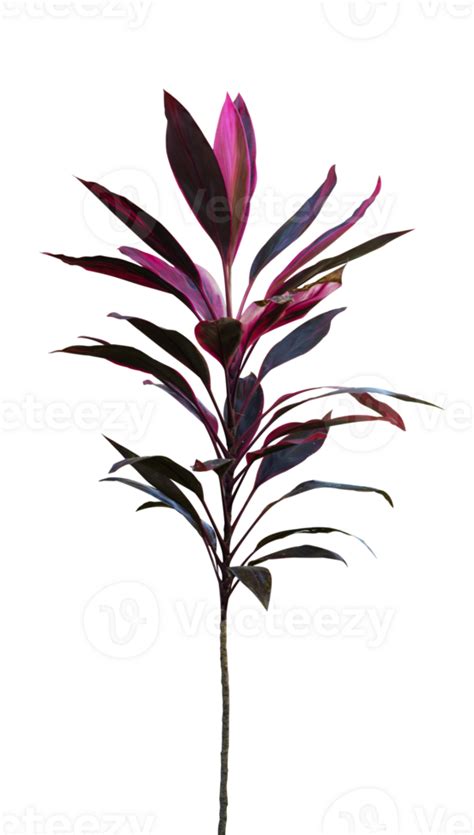 Indoor House Plant Isolated Element 26690664 Png