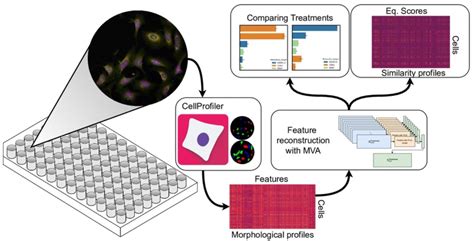 Microscopy Preprints Bioimage Analysis Tools Focalplane