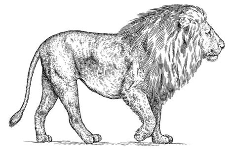 How To Draw White Lion