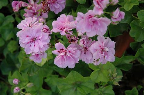 Royal Lavender Ivy Leaf Geranium At Alsip Home And Nursery