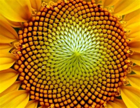 Calculus Single Variable Part 1 Functions Coursera